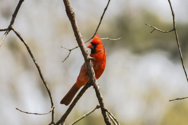 Male Cardinal 2 stock image. Image of nature, bird, colorful - 84664199
