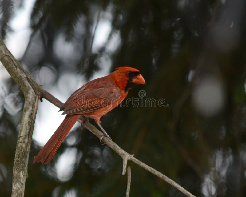 Male cardinal stock image. Image of nature, outdoors - 96428881