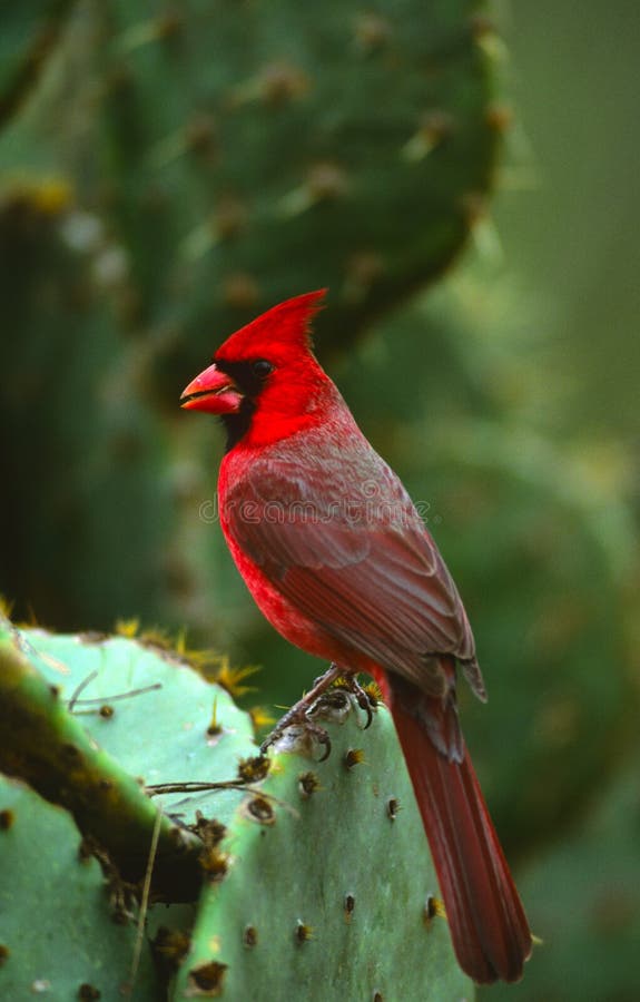 Male Cardinal on Cactus stock image. Image of nature - 12297033