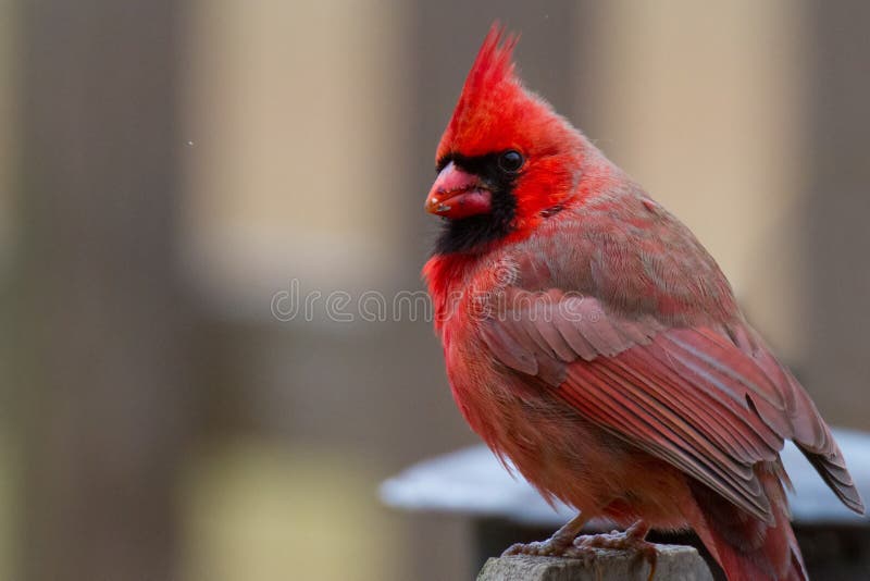 Male Cardinal Cardinalidae stock image. Image of perched - 50019967