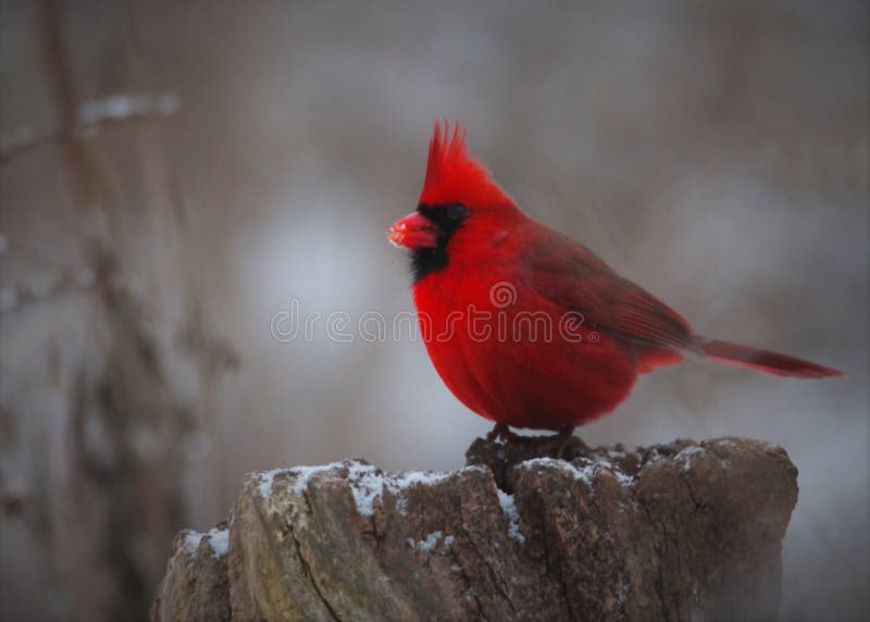 COLD WINTER CARDINAL stock photo. Image of bird, wildlife - 130558158