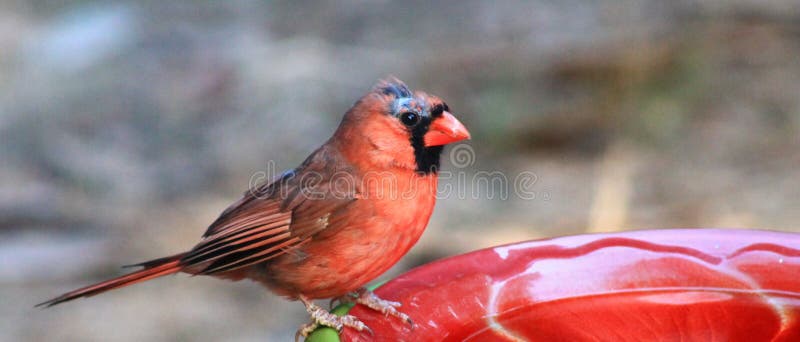 Fighting Cardinal and Tohee Stock Image - Image of aves, bright: 28884891