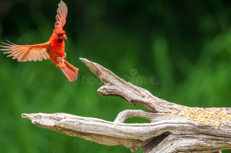 Male Cardinal Flying To Perch Stock Image - Image of bird, beak: 288688437