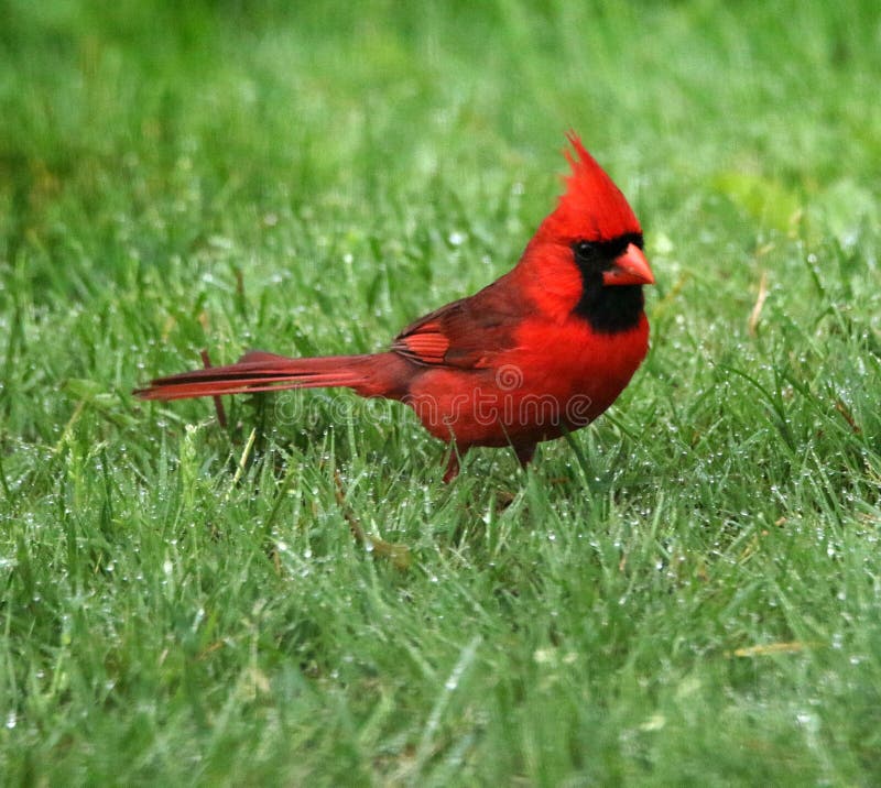 Male Cardinal in the Grass stock photo. Image of male - 127558372