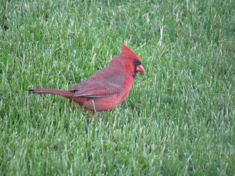 Male Cardinal stock image. Image of grass, looking, cardinal - 93649303