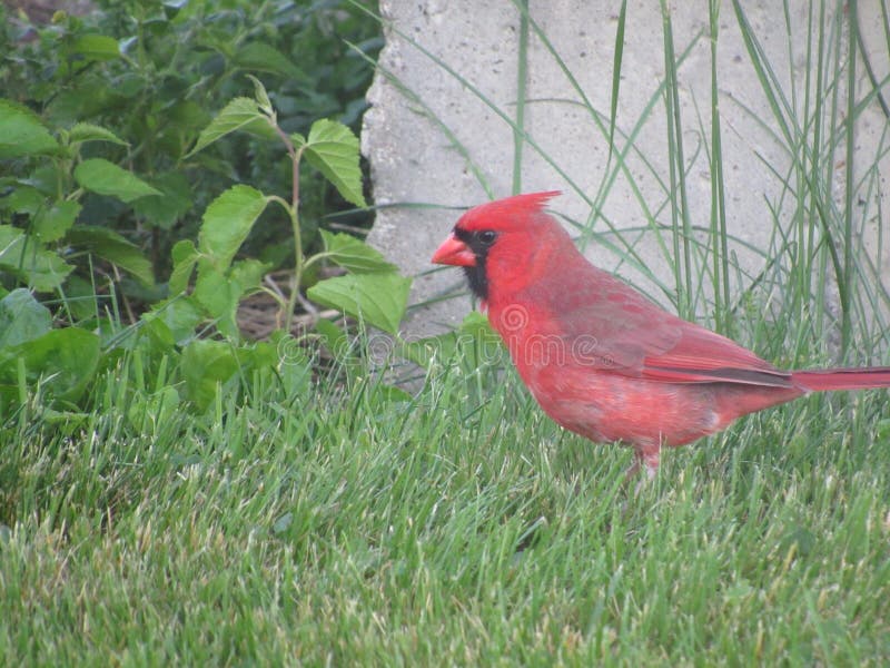 Male Cardinal stock image. Image of cardinal, male, food - 93649309