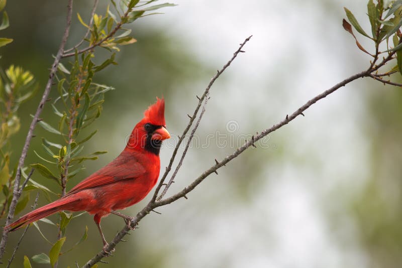 Northern Cardinal Jumping stock photo. Image of nature - 30828248