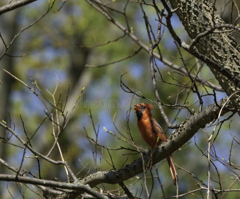 Male Cardinal stock photo. Image of nature, birdwatching - 126805850