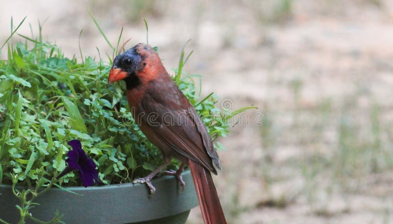 Male Cardinal-Molting 2 stock photo. Image of scarlet - 56285706