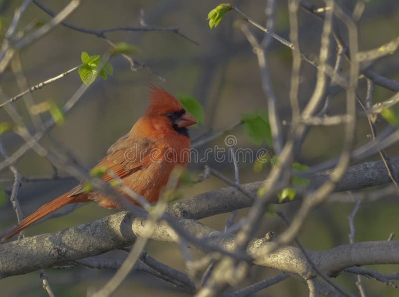 Male Cardinal stock image. Image of mask, birdwatching - 126805813
