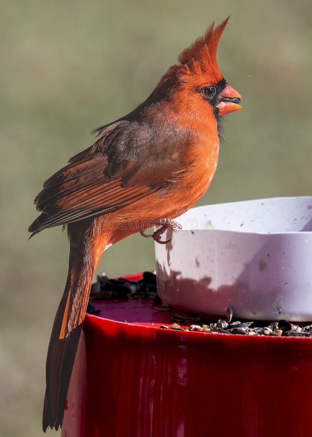 Male Cardinal Perched stock image. Image of cardinal - 267444065