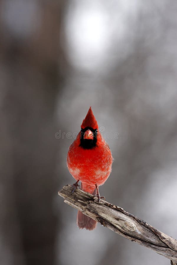 Male Cardinal stock photo. Image of climbing, breast - 89775946