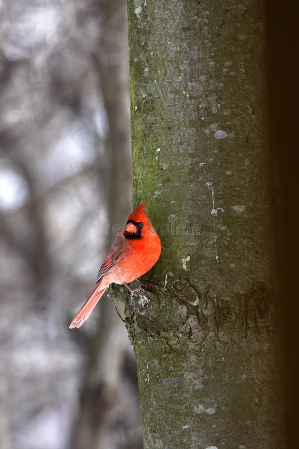 Male cardinal stock photo. Image of chicago, cage, branch - 89776042