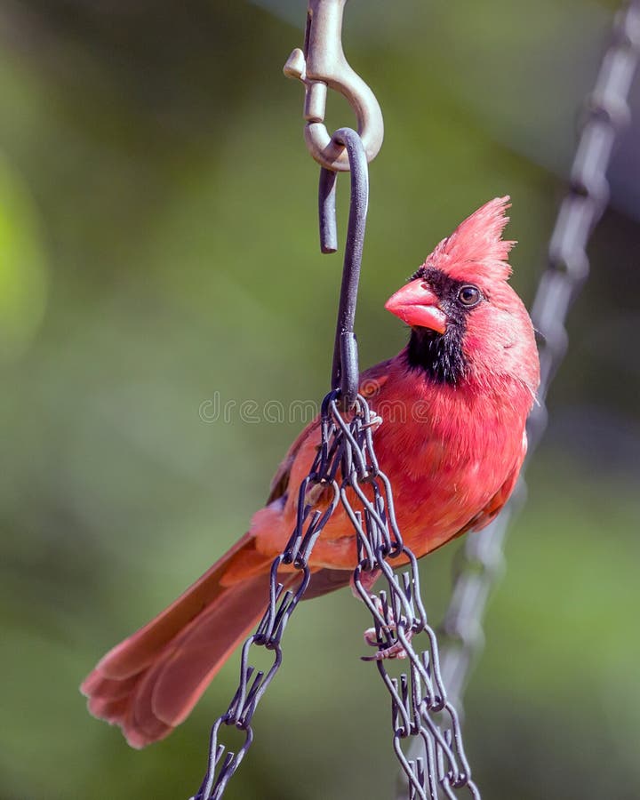 Male Cardinal stock photo. Image of wildlife, wing, fauna - 49597280