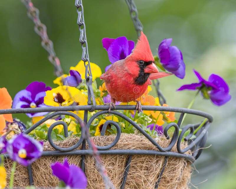 Male Cardinal stock image. Image of fauna, perched, spring - 49597293