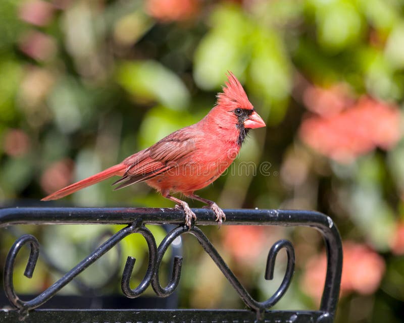 Male Cardinal stock photo. Image of outdoors, wildlife - 49597278