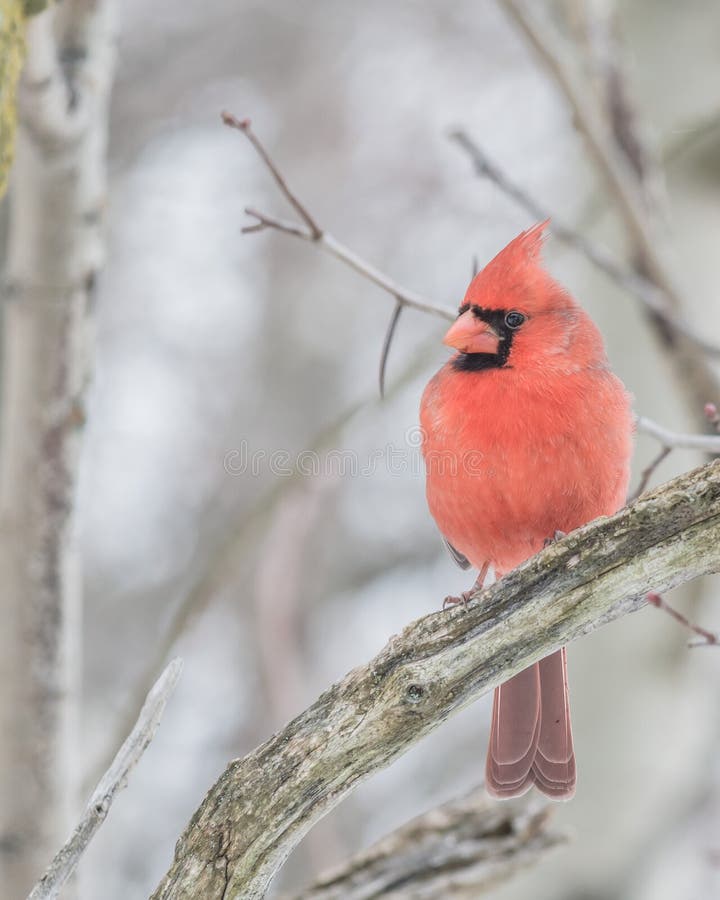 Male Cardinal stock image. Image of animal, redbird, nature - 29328613
