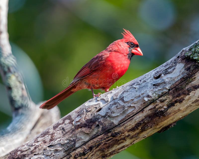 Male Cardinal stock image. Image of nature, perched, cardinal - 49597287