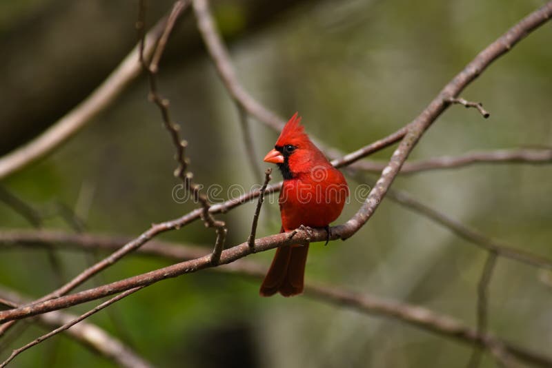 Male Cardinal Perched in a Tree Stock Photo - Image of animals, camera ...
