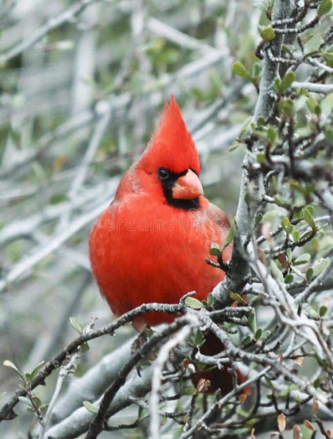 Cardinal Claw Stock Photos - Free & Royalty-Free Stock Photos from ...