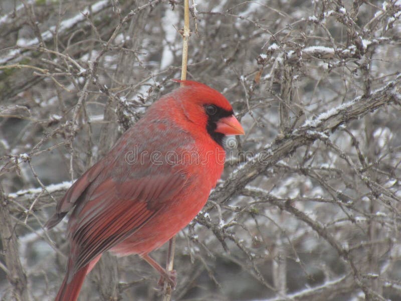 Male Cardinal Perched in a Tree in Winter Stock Image - Image of front ...