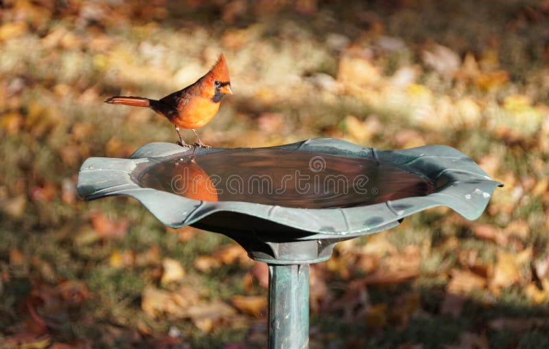 A Male Cardinal Perching Near a Tranquil Bird Bath Stock Image - Image ...