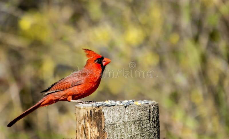 Male Cardinal with Raised Crest Stock Photo - Image of nature ...
