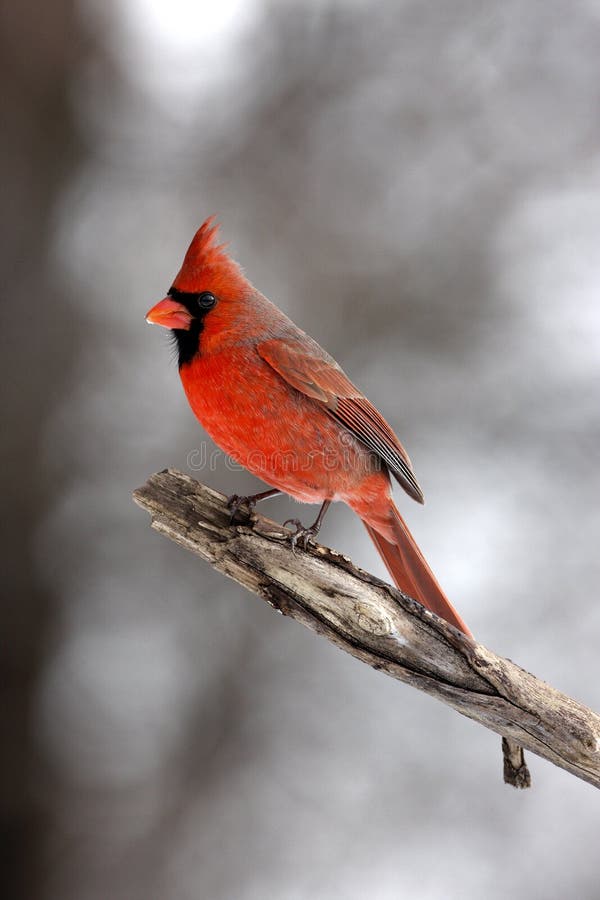 Male Cardinal Red stock image. Image of feeder, breast - 89775883
