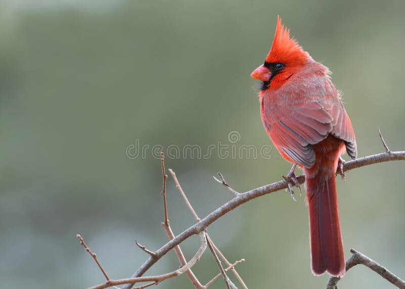 Profile Male Cardinal Sitting Branch Stock Photos - Free & Royalty-Free ...