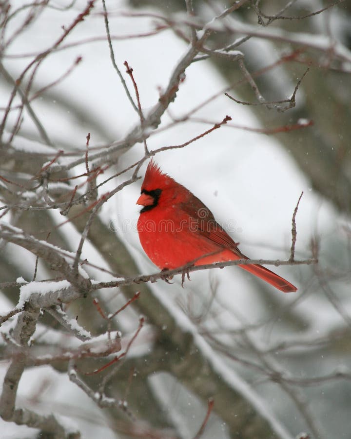 Male Cardinal in Snow stock image. Image of grey, maple - 49152453