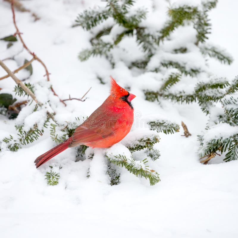 Male Cardinal in the Snow stock image. Image of closeup - 49527211