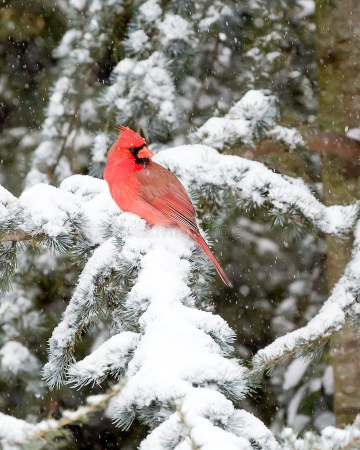 789 Male Red Cardinal Snow Stock Photos - Free & Royalty-Free Stock ...