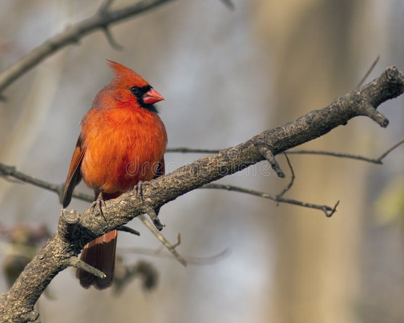 Male cardinal songbird stock image. Image of crest, nature - 30469497