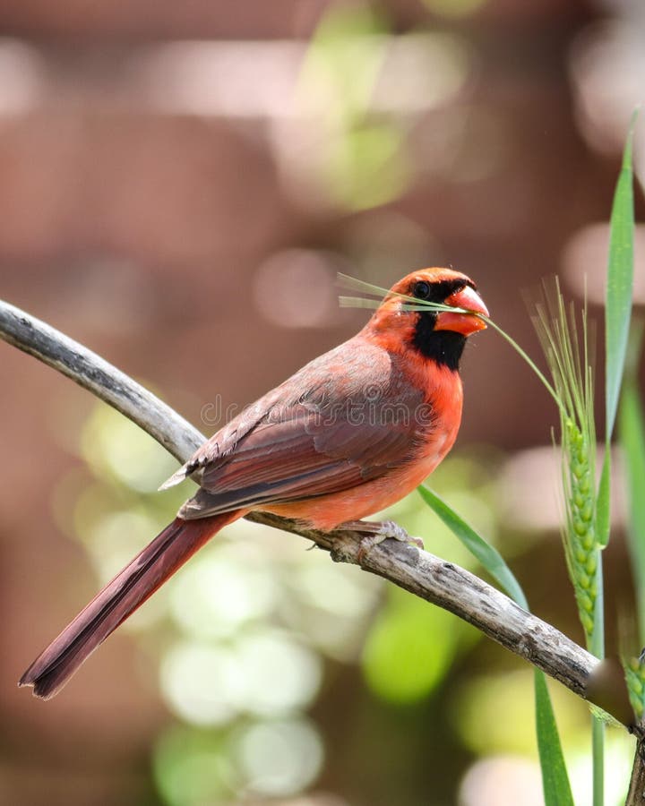 Male Cardinal on a Tree Branch Stock Image - Image of outdoor, habitat ...