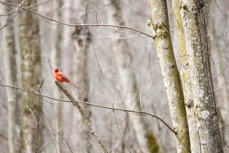 A Male Cardinal Sits in a Tree during Spring Season in Canada Stock ...