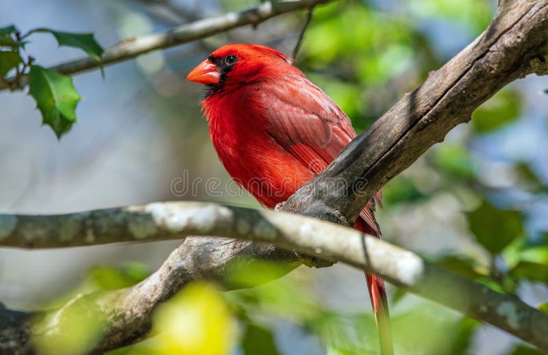 Male cardinal in a tree. stock photo. Image of wild - 249240440