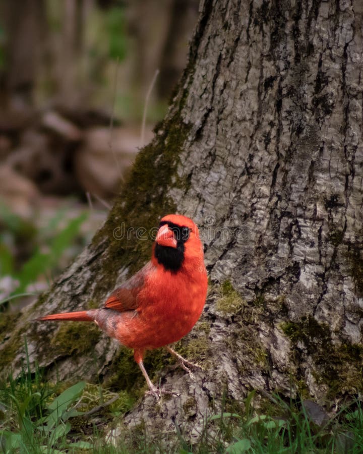 Male Cardinal by a Tree stock image. Image of woods - 246668907