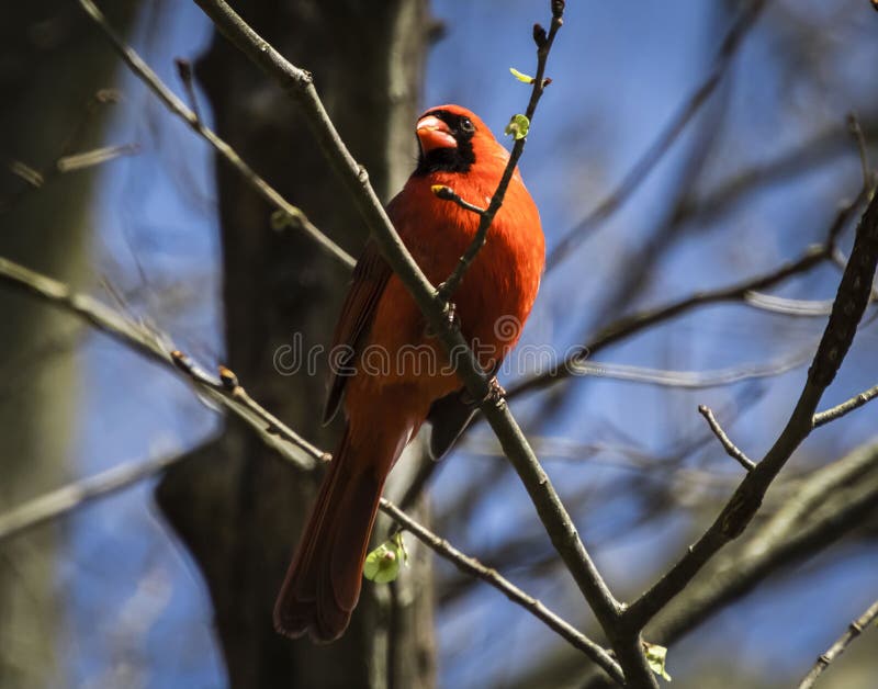 Male Cardinal in a Tree stock photo. Image of wire, natural - 246668956