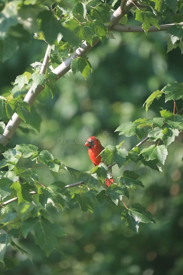 Male Cardinal in a Tree stock image. Image of wildlife - 364704283