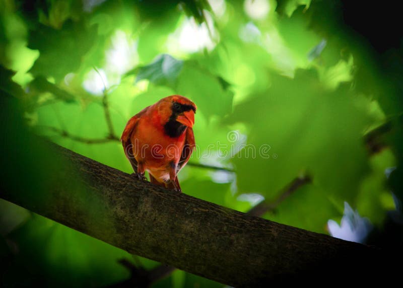 Male Cardinal in Tree Watching Carefully. Stock Photo - Image of ...