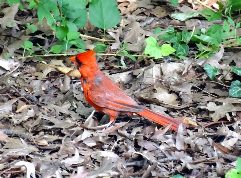 Male cardinal stock image. Image of outdoors, wild, manhattan - 58178179