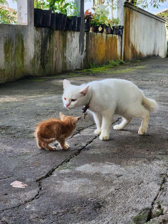 Male Cat with Child Communicating, Their Fur Color is Different Stock ...