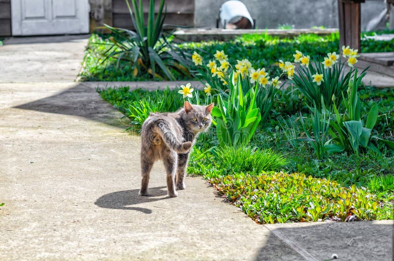 Male Cat with Daffodils in Flower Bed. Back View of Spring Cat is ...