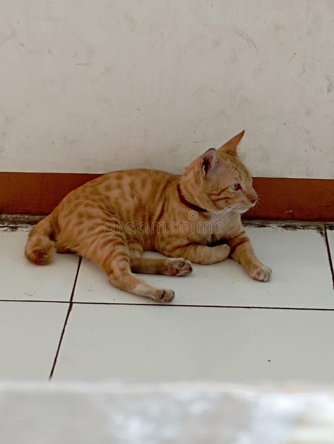 Male Cat that Looks Like a Tiger Stock Photo - Image of looks, male ...