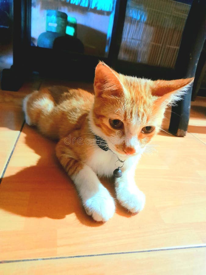 Male Cat Relaxing in a Very Cute Pose Stock Image - Image of pose ...