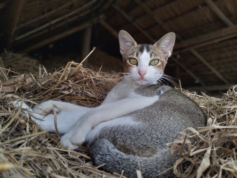 A Male Cat is Resting on a Pile of Rice Straw. Stock Image - Image of ...