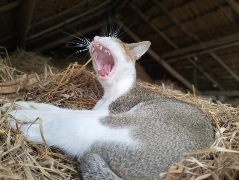 A Male Cat is Resting on a Pile of Rice Straw. Stock Image - Image of ...