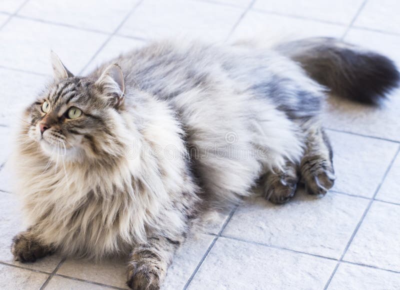 Male Cat of Siberian Breed, Brown Tabby Version in the Garden Stock ...