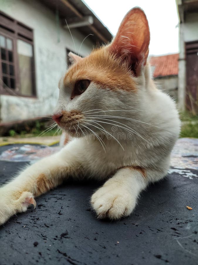 A male cat is turning stock photo. Image of space, wildcat - 236086550