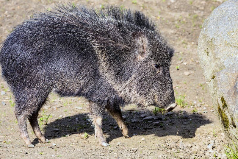 Male Chacoan Peccary, Catagonus Wagneri Stock Image - Image of closeup ...